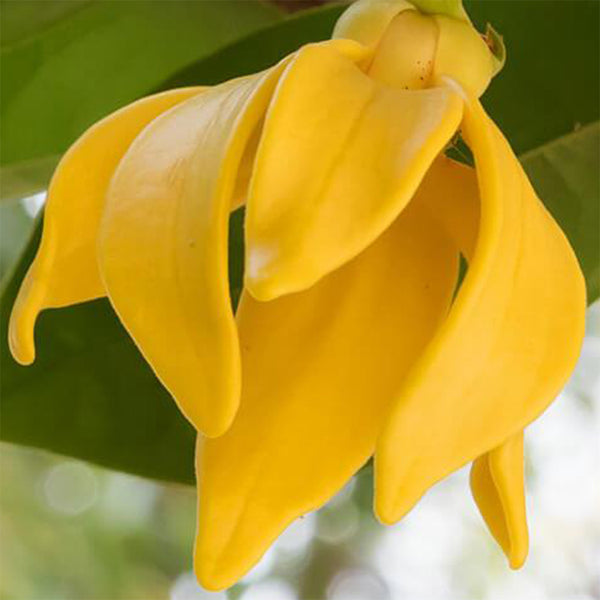 Ylang Ylang Oil benefits For Hair growth - Binta Beauty Organics
